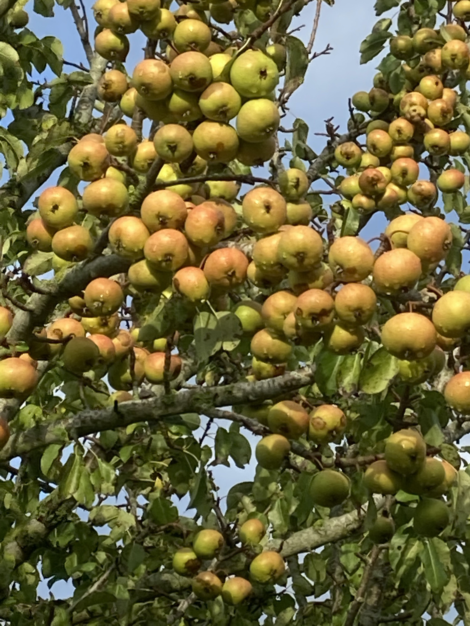 Gin Perry 2021 - Hollow Ash